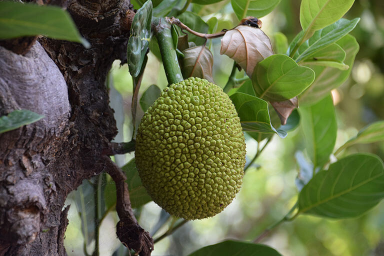 Plan durian plant protection robot - LJ Tech